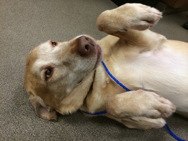 Buddy Os - Adopted 1/9/2014 - Labrador Friends