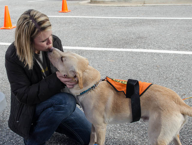 Ranger - Adopted 03/27/2014 - Labrador Friends