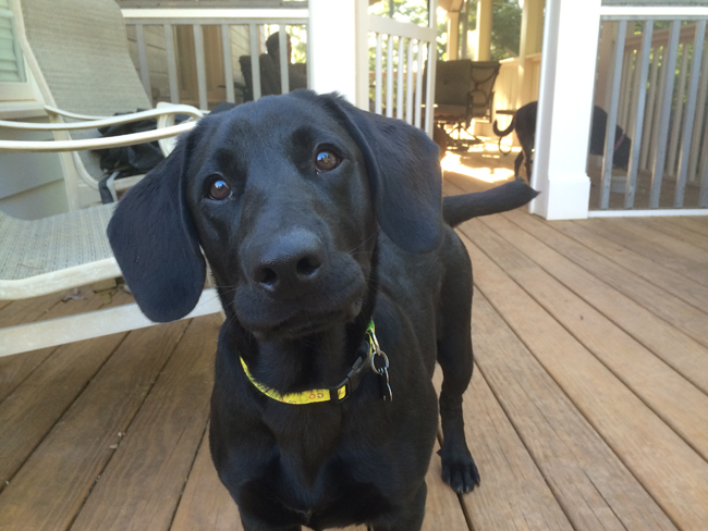 Hogan - Adopted 06/05/2015 - Labrador Friends