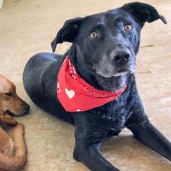 Available Labs Archives - Labrador Friends