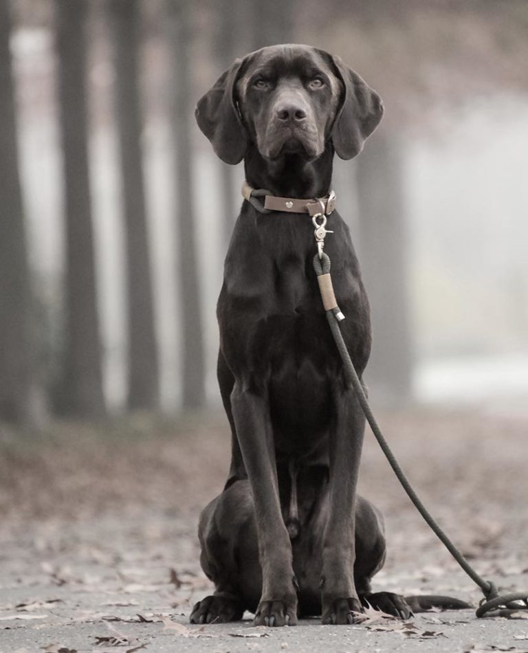 How to Adopt - Labrador Friends