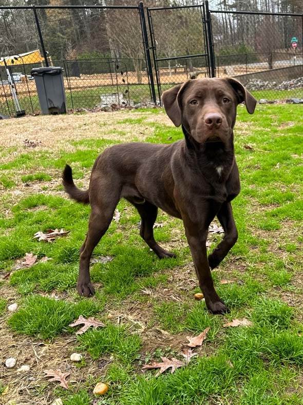 Labrador Friends of the South | Rescue & adoption of homeless Labs