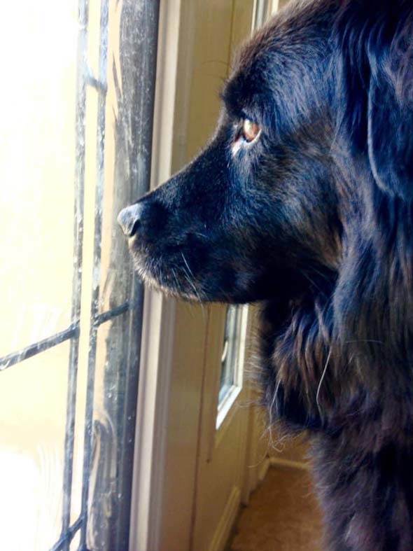 Rainbow Bridge - Labrador Friends