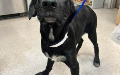 Labrador Friends of the South | Rescue & adoption of homeless Labs