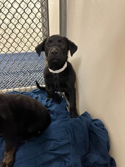 Ferrari - F1 Race Car Pups - Labrador Friends