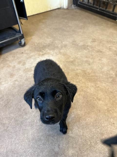 Lewis - F1 Race Car Pups - Adopted 08/11/2023 - Labrador Friends
