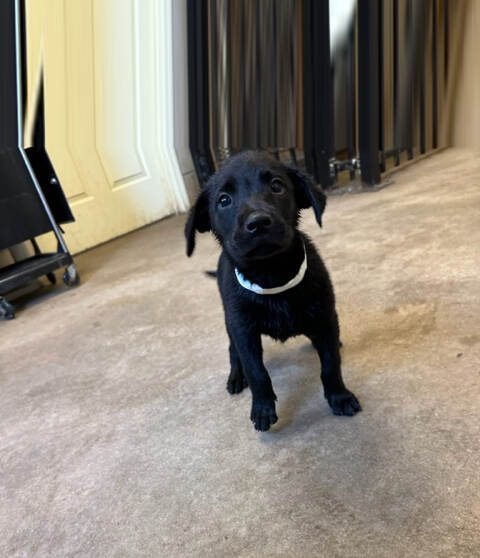 Labrador Friends of the South | Rescue & adoption of homeless Labs