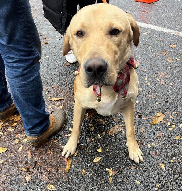 Labrador Friends of the South | Rescue & adoption of homeless Labs