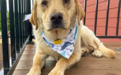 Labrador Friends of the South | Rescue & adoption of homeless Labs