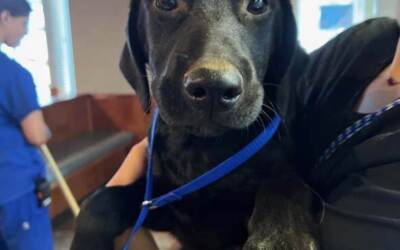 Labrador Friends of the South | Rescue & adoption of homeless Labs