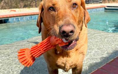 Labrador Friends of the South | Rescue & adoption of homeless Labs