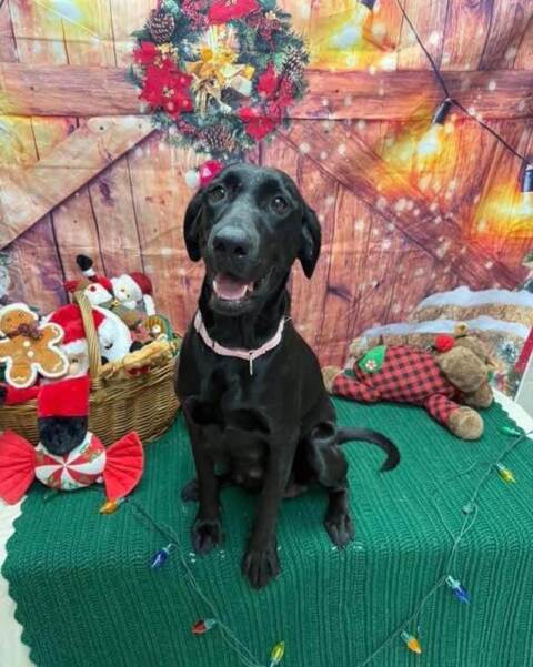 Momma Angel and Pups - Christmas Litter - Labrador Friends