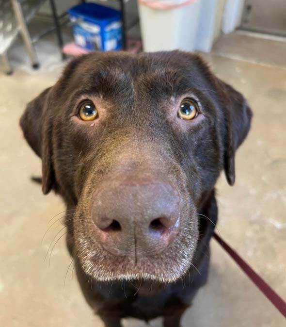 Joy - Labrador Friends